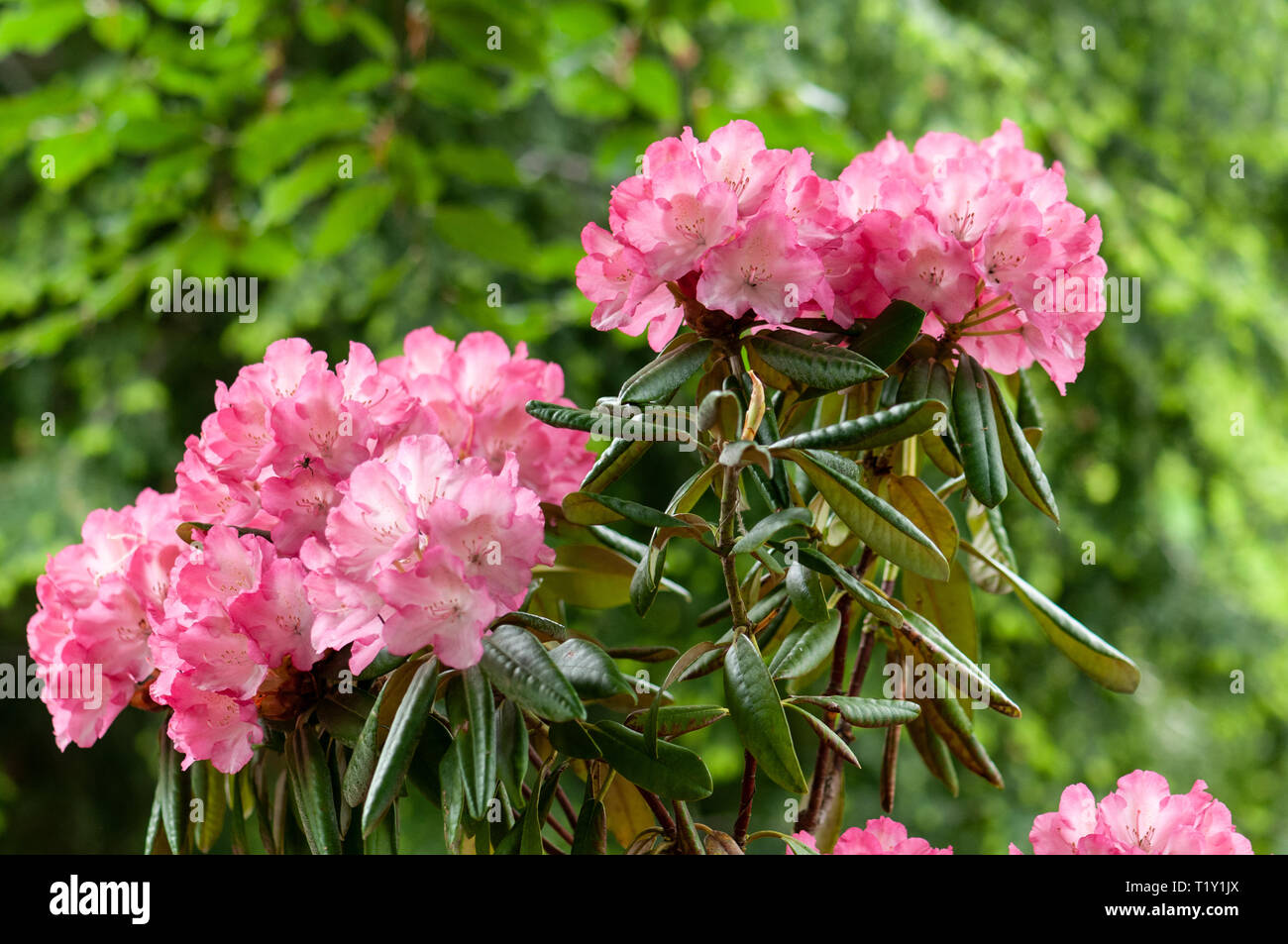 Blooming rhododendron in garden with green backround Stock Photo - Alamy