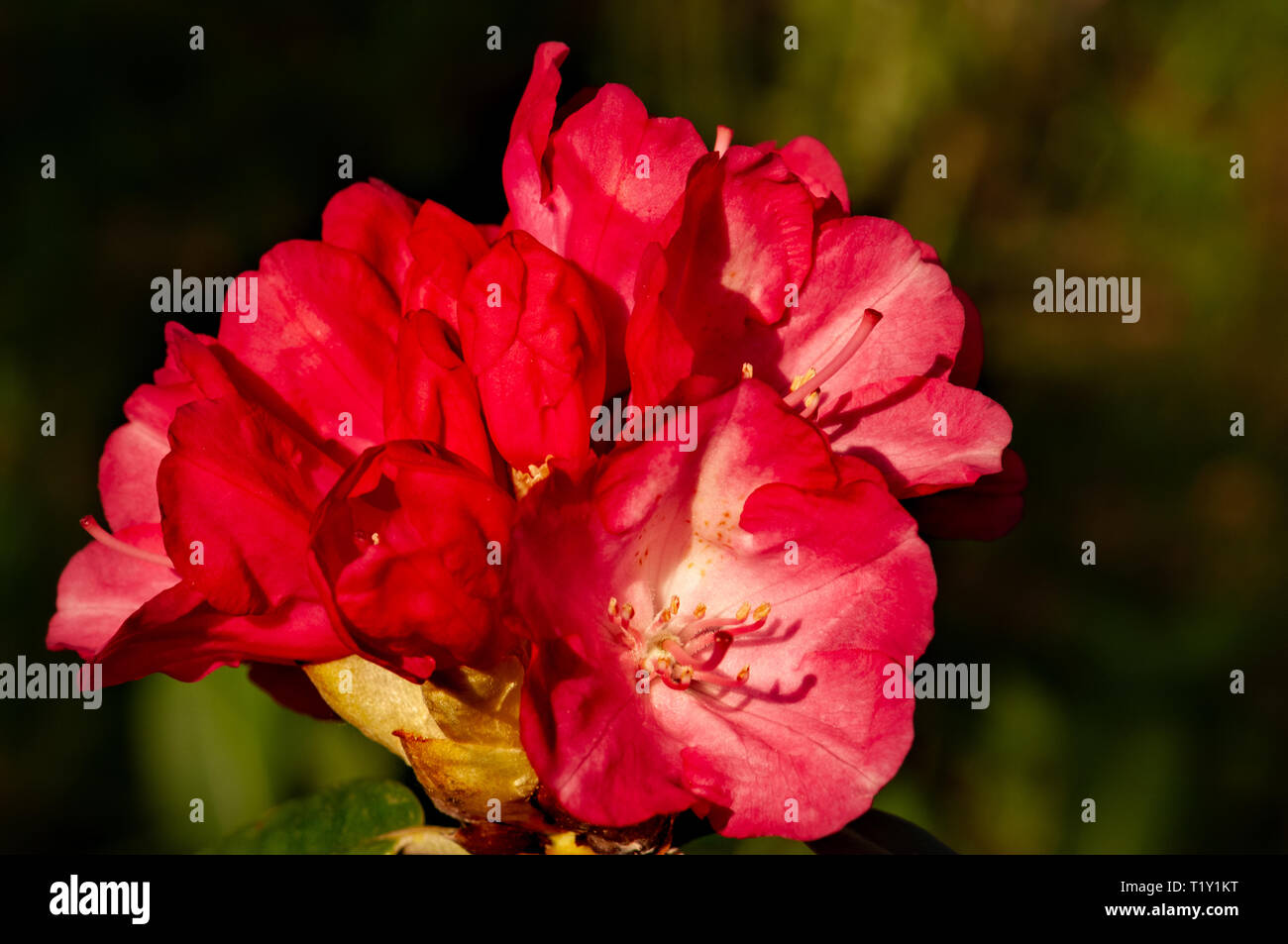 Blooming rhododendron in garden with dark backround Stock Photo - Alamy