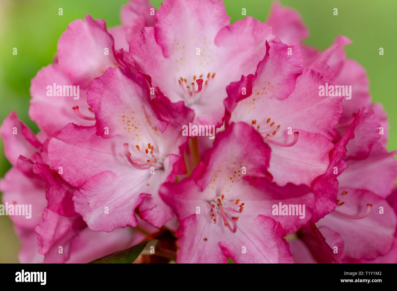 Blooming rhododendron in garden with green backround Stock Photo - Alamy