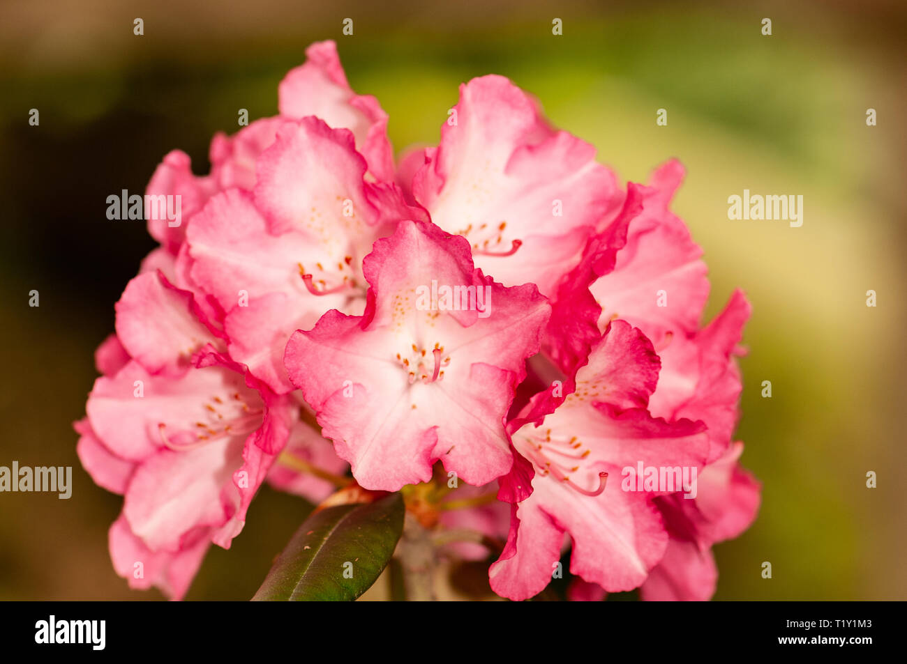 Blooming rhododendron in garden with green backround Stock Photo - Alamy
