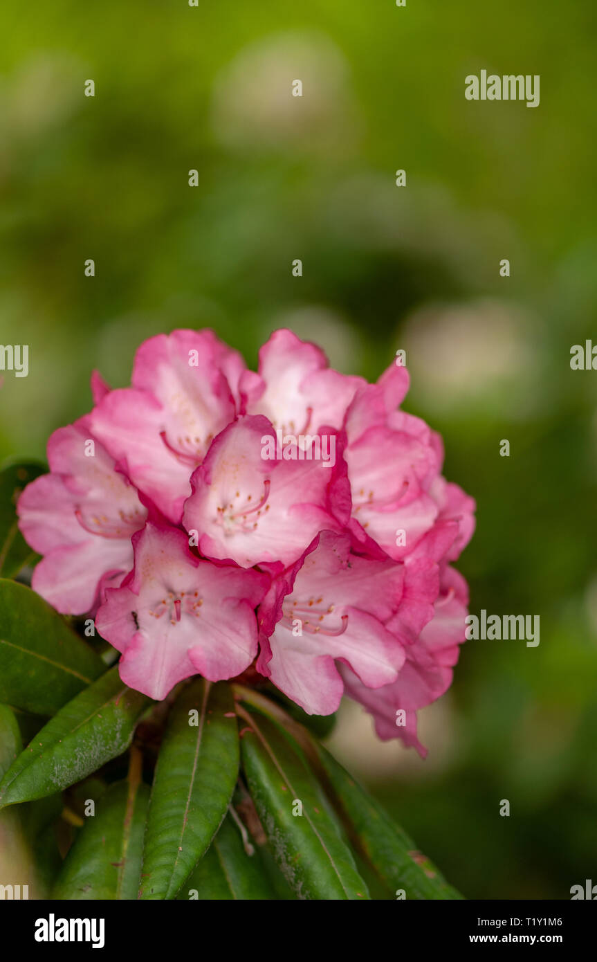 Blooming rhododendron in garden with green backround Stock Photo - Alamy