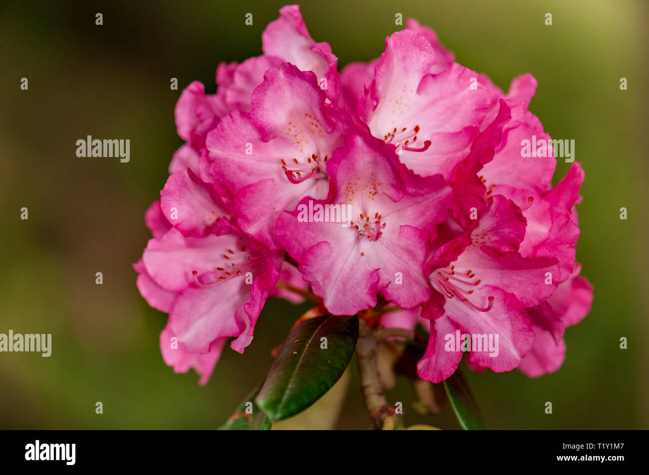 Blooming rhododendron in garden with green backround Stock Photo - Alamy