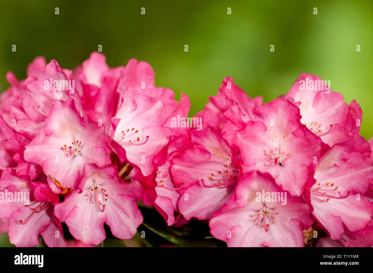Blooming rhododendron in garden with green backround Stock Photo - Alamy