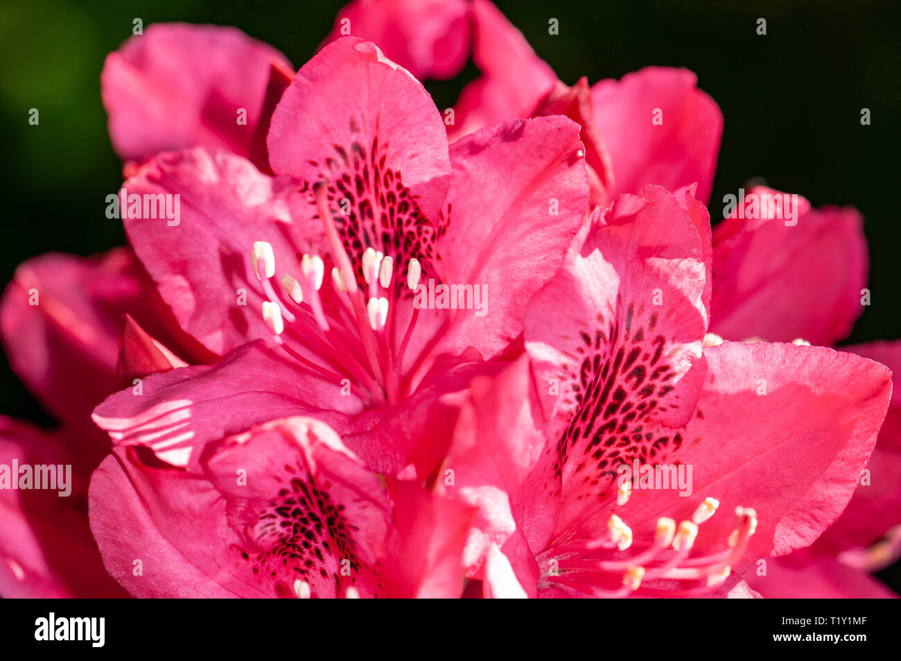 Blooming rhododendron in garden with dark backround Stock Photo - Alamy