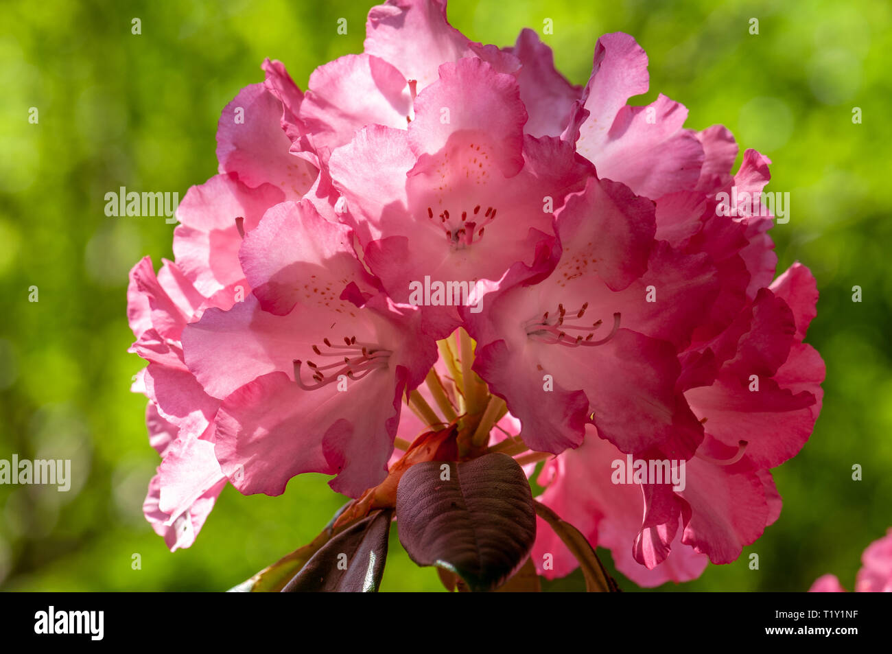 Blooming rhododendron in garden with green backround Stock Photo - Alamy