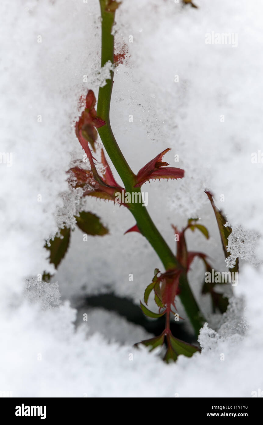 Rose bush covered with snow in Slovenia Stock Photo - Alamy