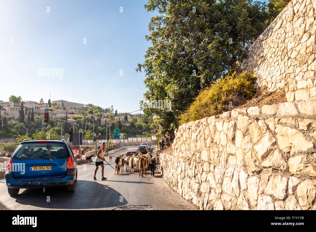 Boy herding goats in Jerusalem Stock Photo - Alamy