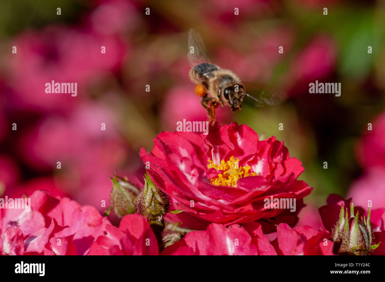 Red roses with bee a green bush in garden in Slovenia Stock Photo - Alamy