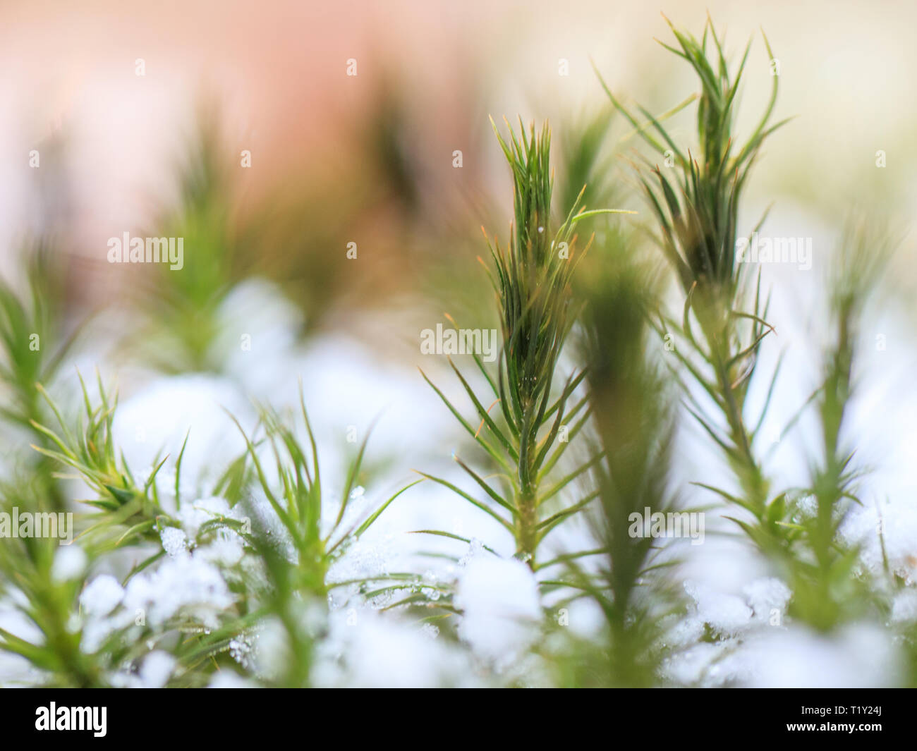 Close-up of forest moss in light green color fallen over thin ...