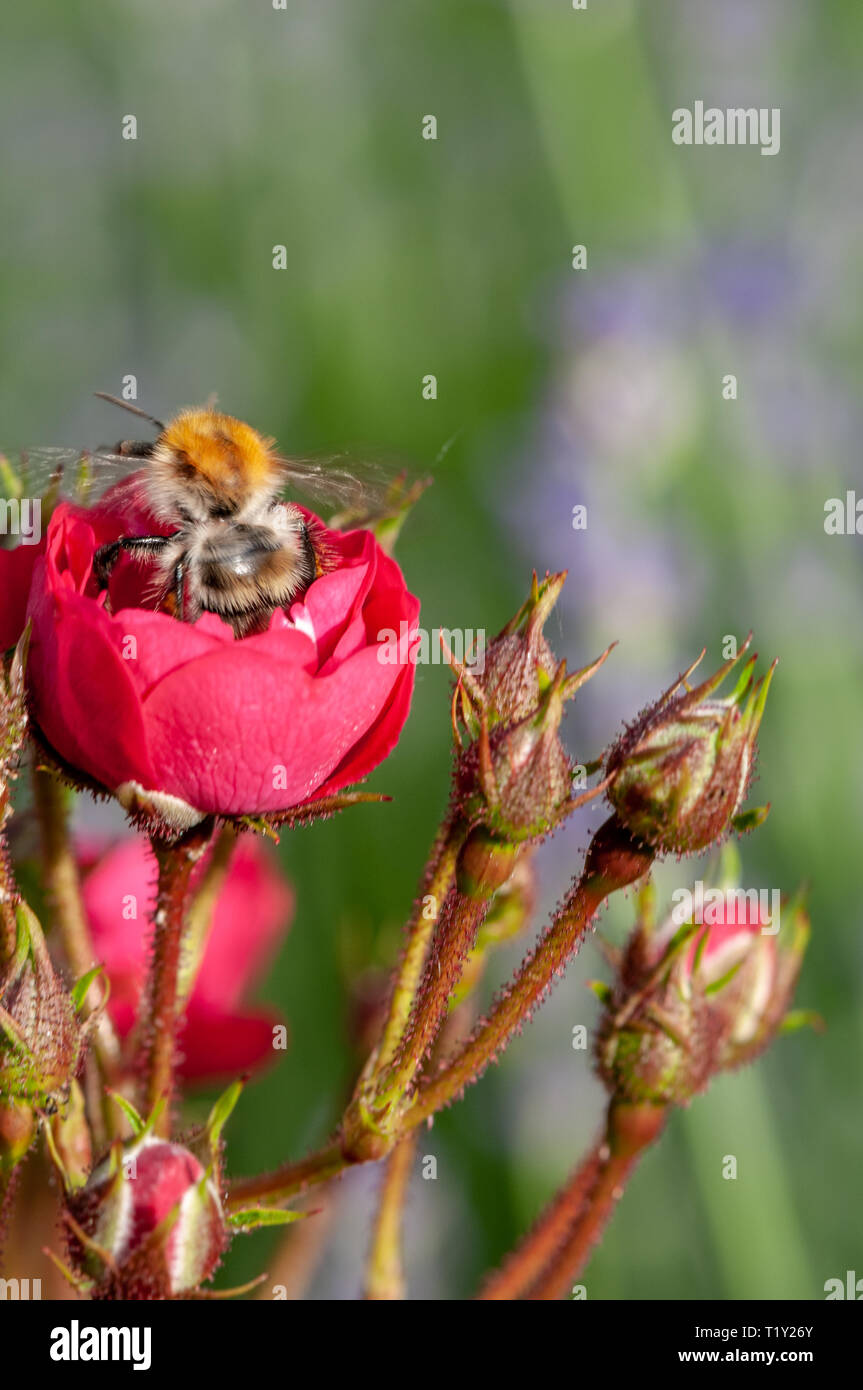 Red roses with bee a green bush in garden with lavender angustifolia in ...