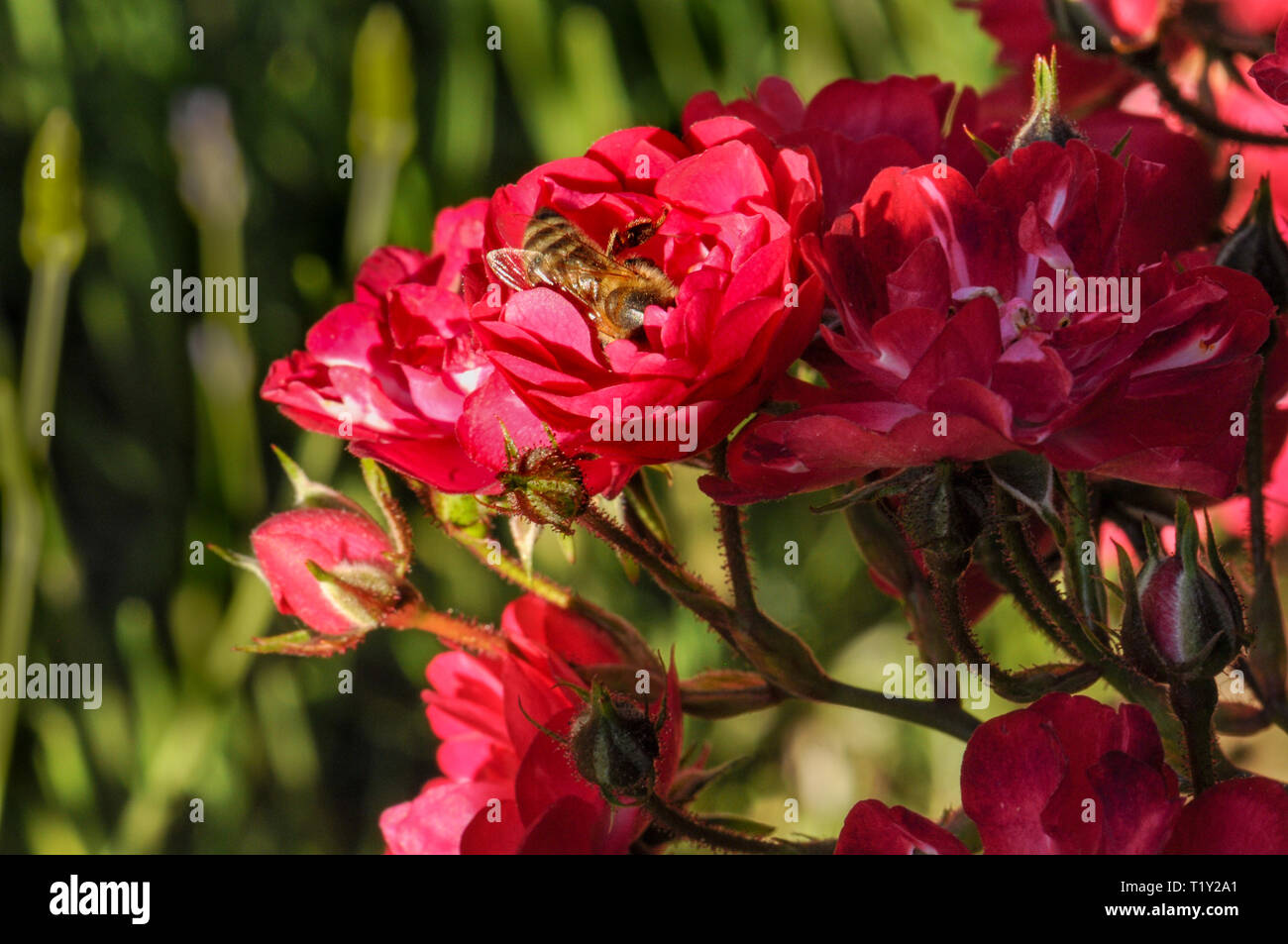 Red roses with bee a green bush in garden in Slovenia Stock Photo - Alamy