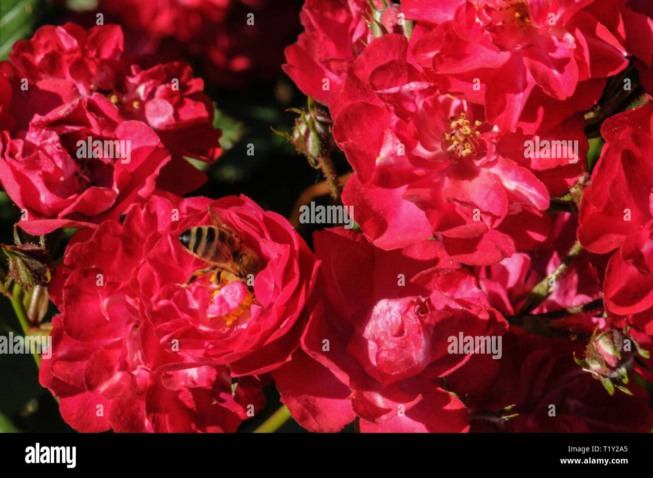 Red roses with bee a green bush in garden in Slovenia Stock Photo - Alamy
