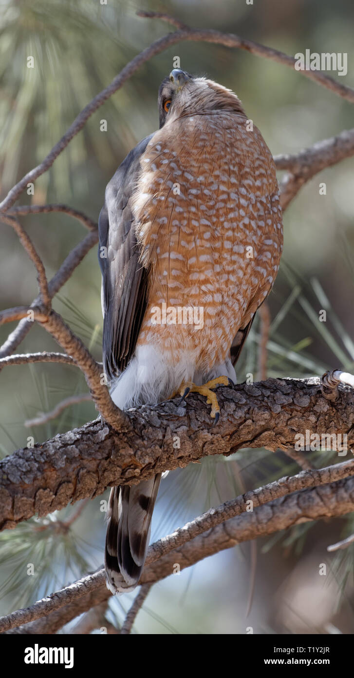 A Cooper's hawk unblinking attention is on display in Lion's Park ...