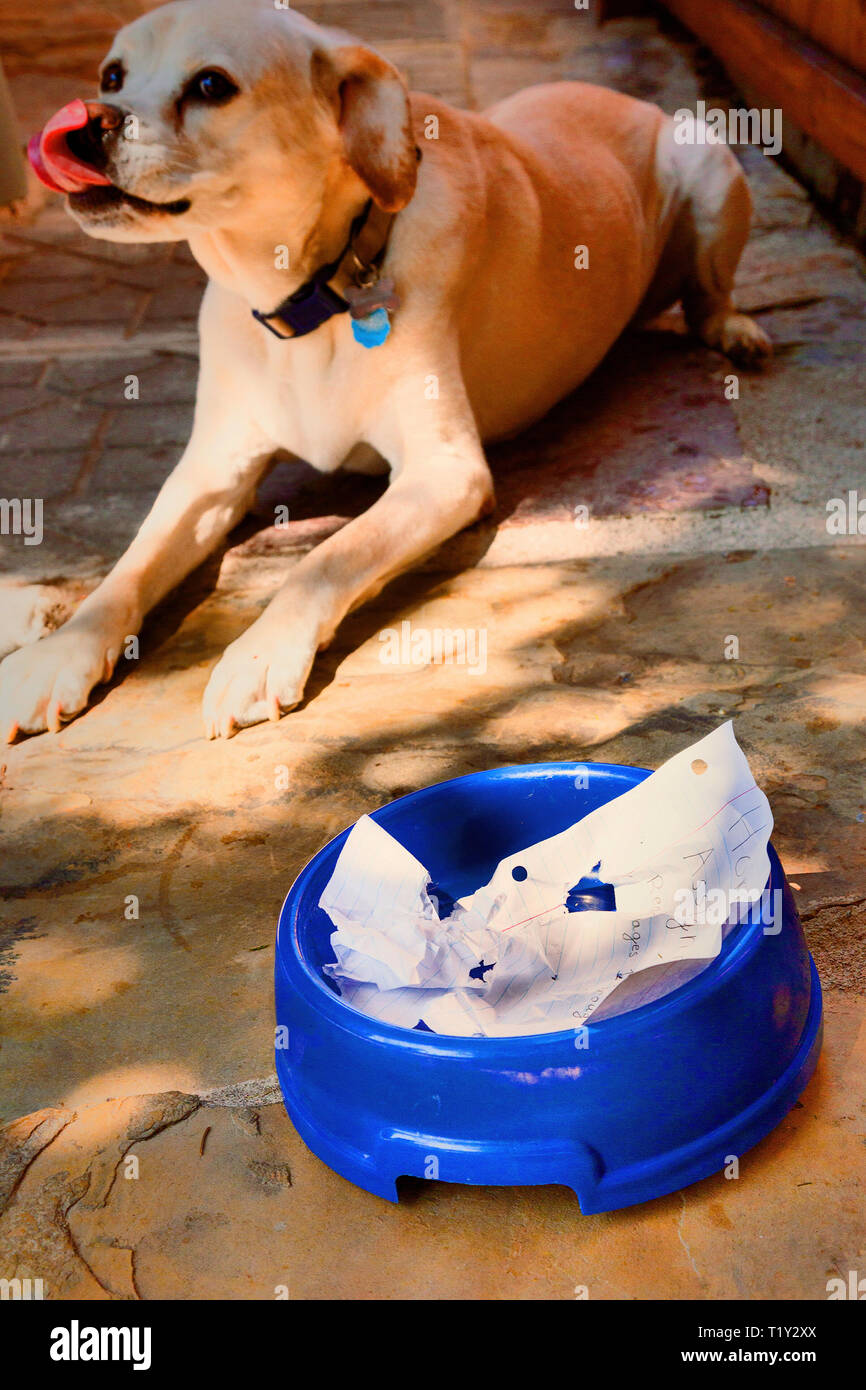 "Dog ate my homework" excuse, USA Stock Photo - Alamy