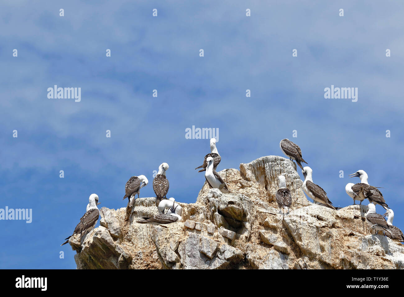 Small colony of Peruvian booby (Sula variegata) perched preying on a ...