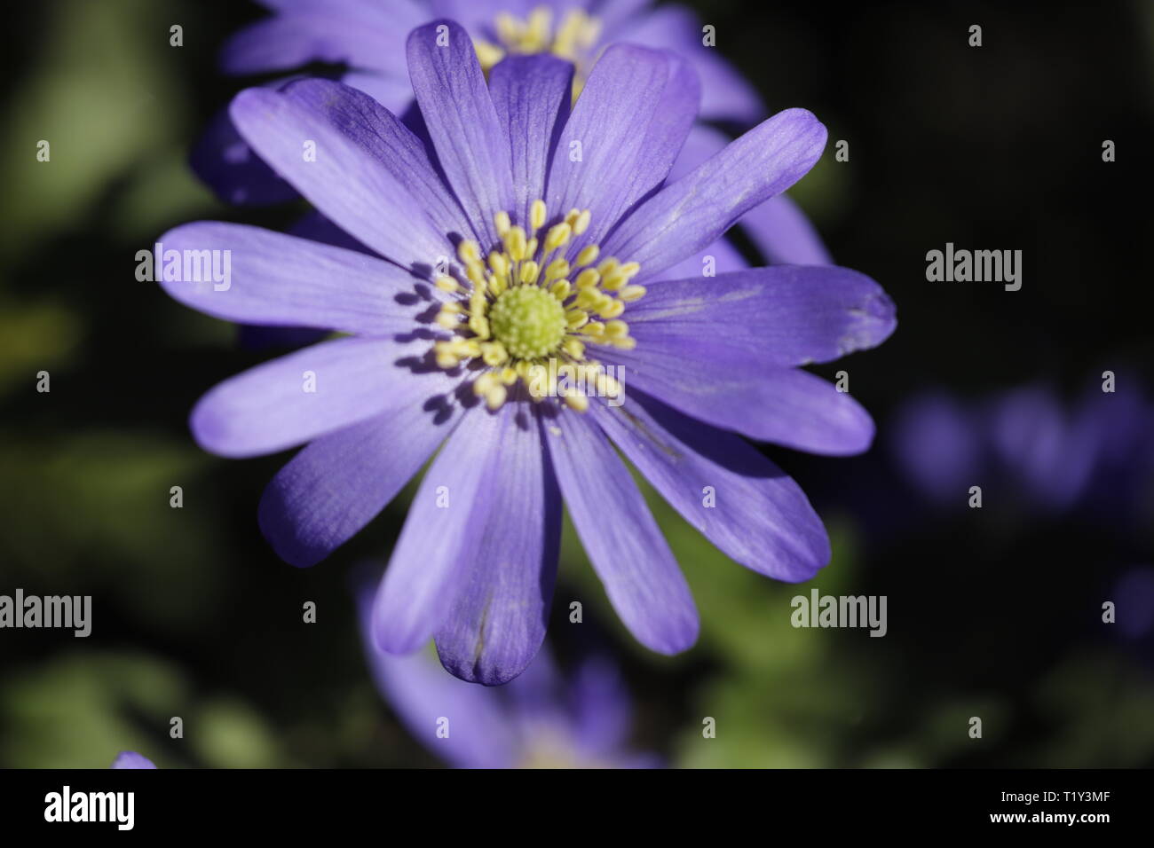 anemone blanda, a beautiful blue spring flower Stock Photo - Alamy