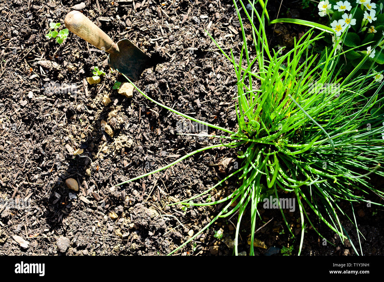 Empty flower bed in a garden ready for planting Stock Photo - Alamy