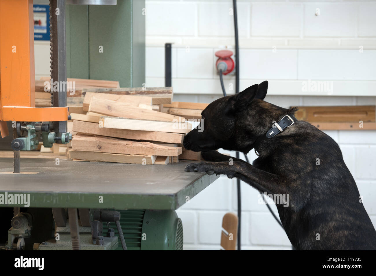 Drug detection dogs hi-res stock photography and images - Alamy