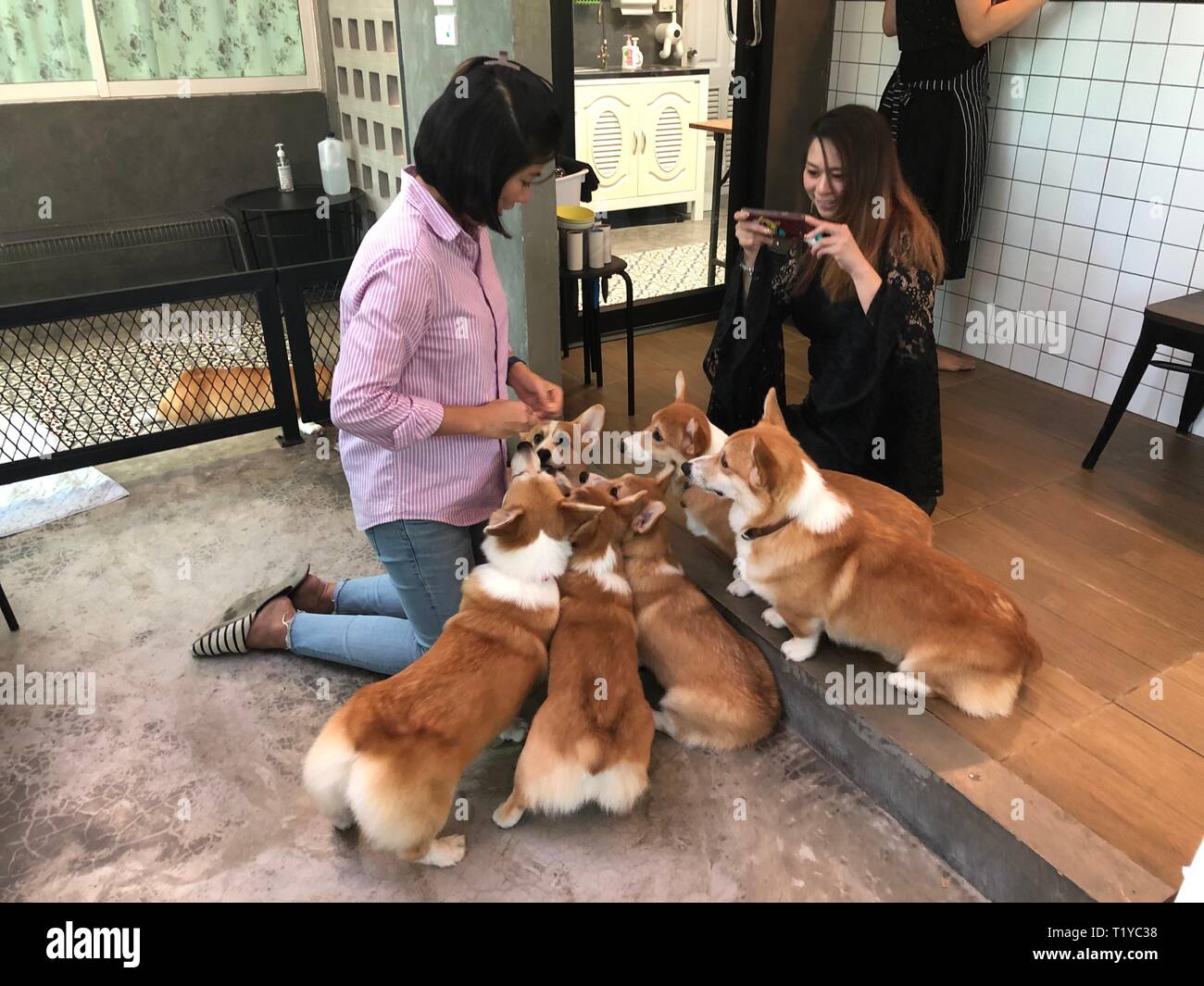 Bangkok, Thailand. 28th Mar, 2019. Corgis play with café owner Tanchanok Kanawong and a customer ...
