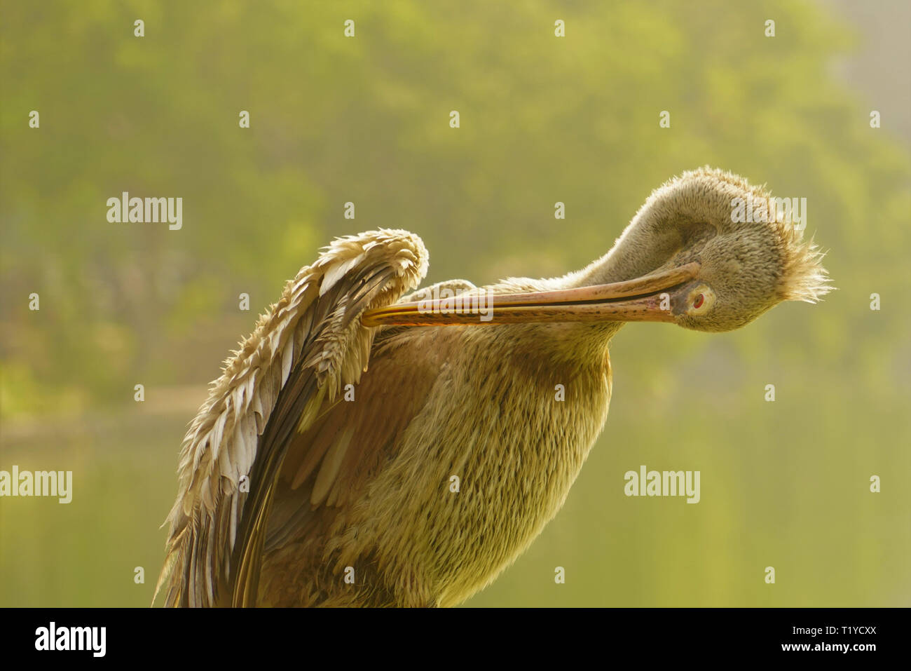 Colombo sri lanka march hi-res stock photography and images - Alamy