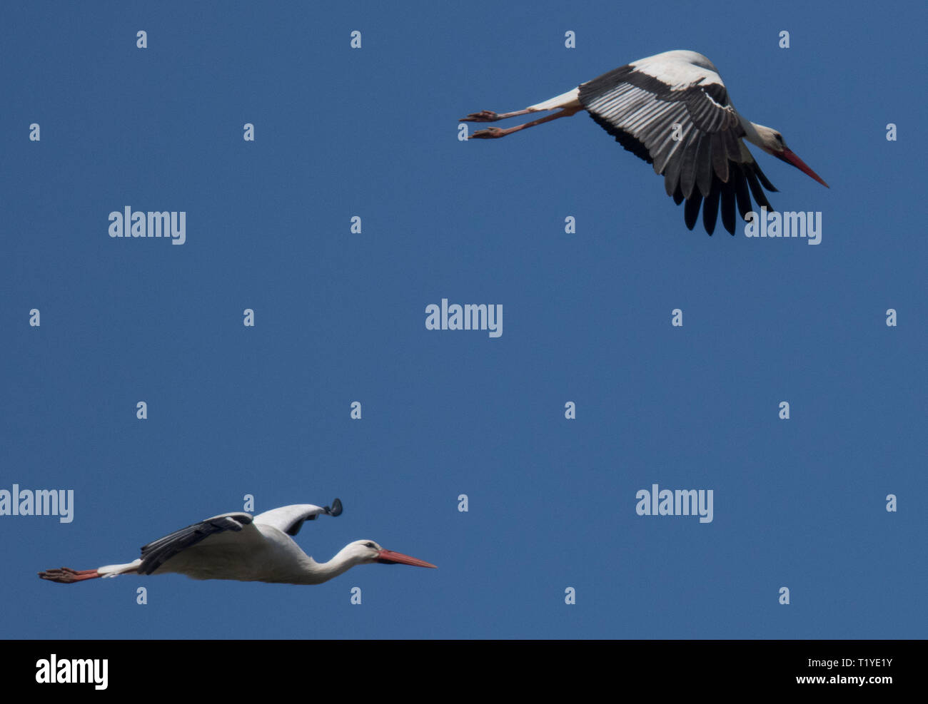 Biebesheim Am Rhein, Germany. 29th Mar, 2019. Two storks can be carried ...