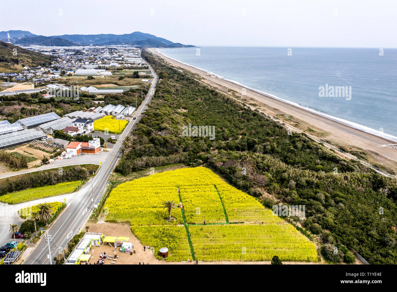 Tahara plant hi-res stock photography and images - Alamy