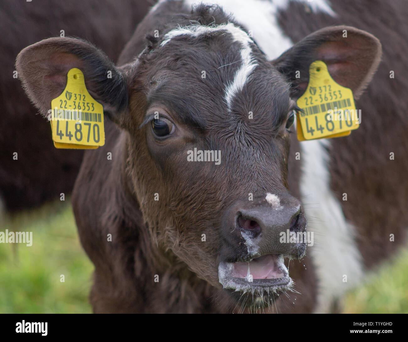Spring calf ireland hi-res stock photography and images - Alamy