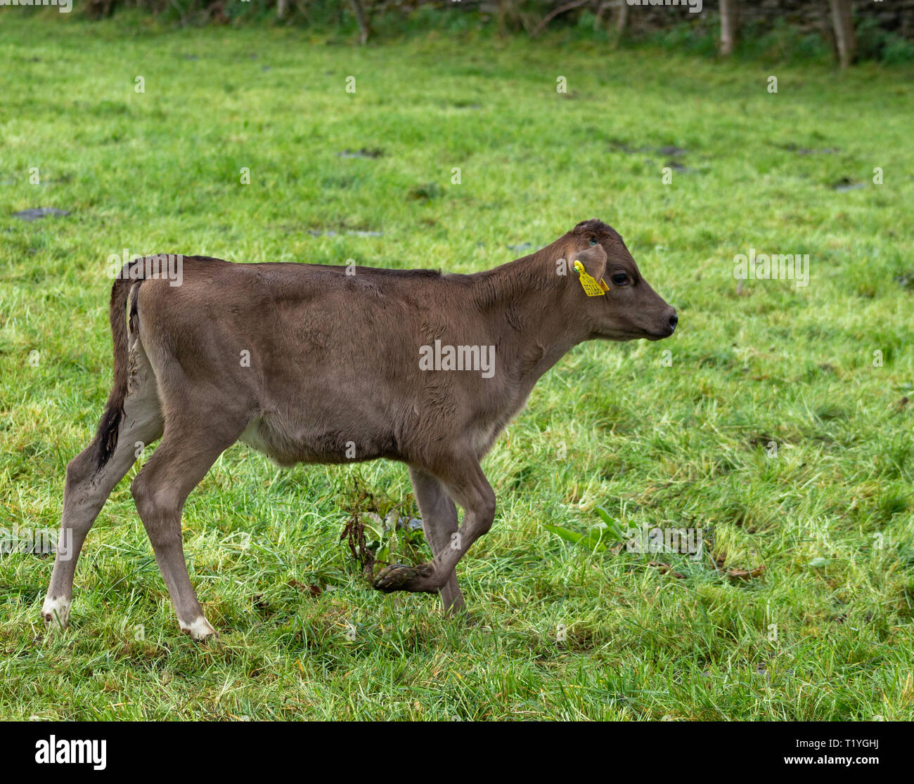 Castlehaven, West Cork, Ireland, March 29th 2019 This years new calves ...