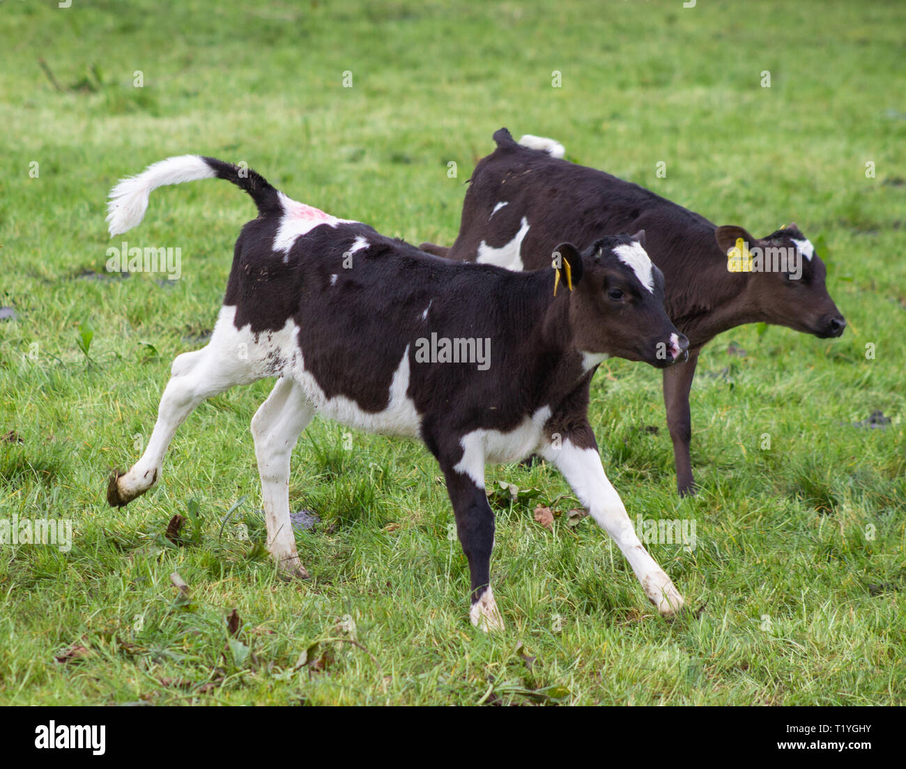 Calf ireland 2019 hi-res stock photography and images - Alamy
