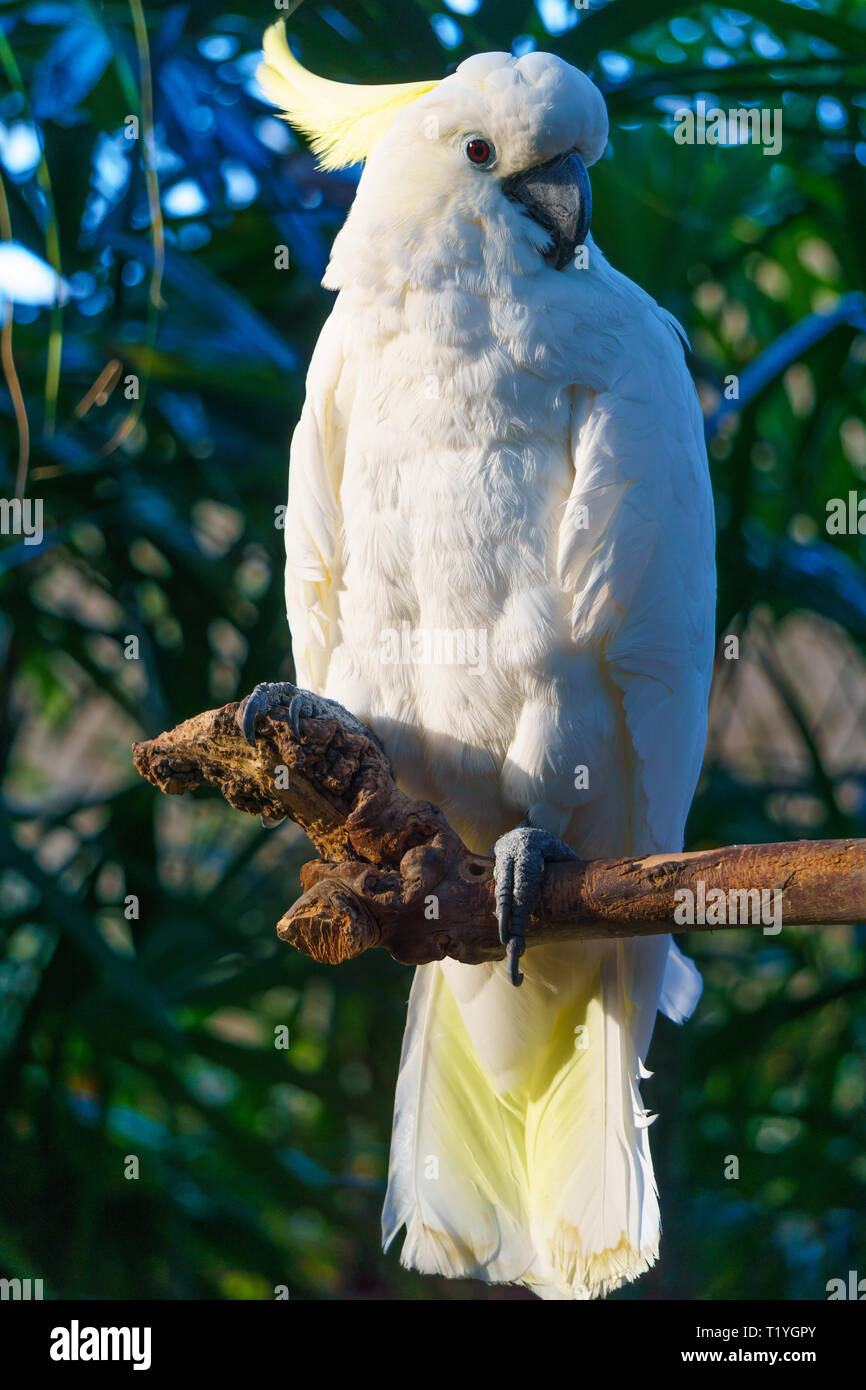 Greater sulphur-crested cockatoo (Cacatua galerita galerita Stock Photo ...
