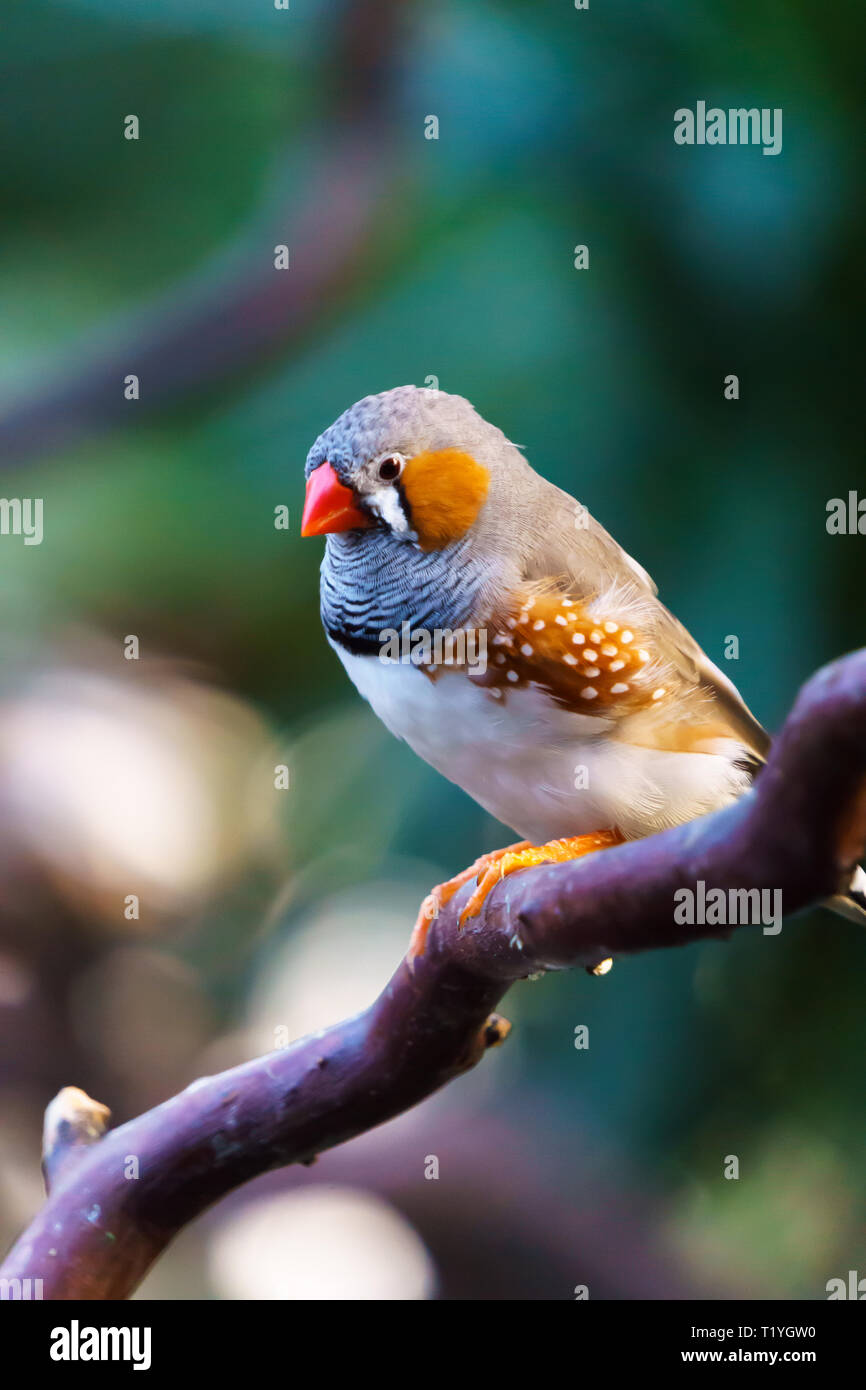 White zebra finch hi-res stock photography and images - Alamy