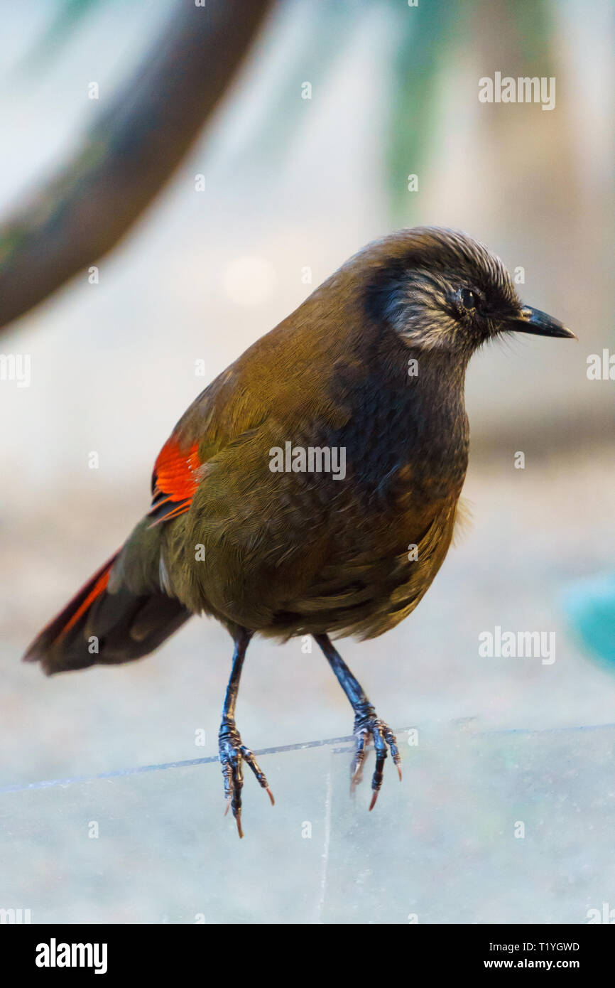 Red winged laughing thrush hi-res stock photography and images - Alamy