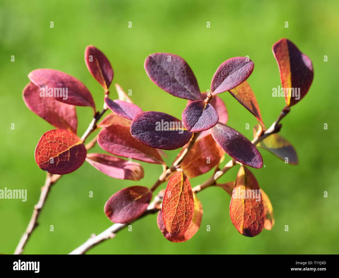 Uliginosum hi-res stock photography and images - Alamy