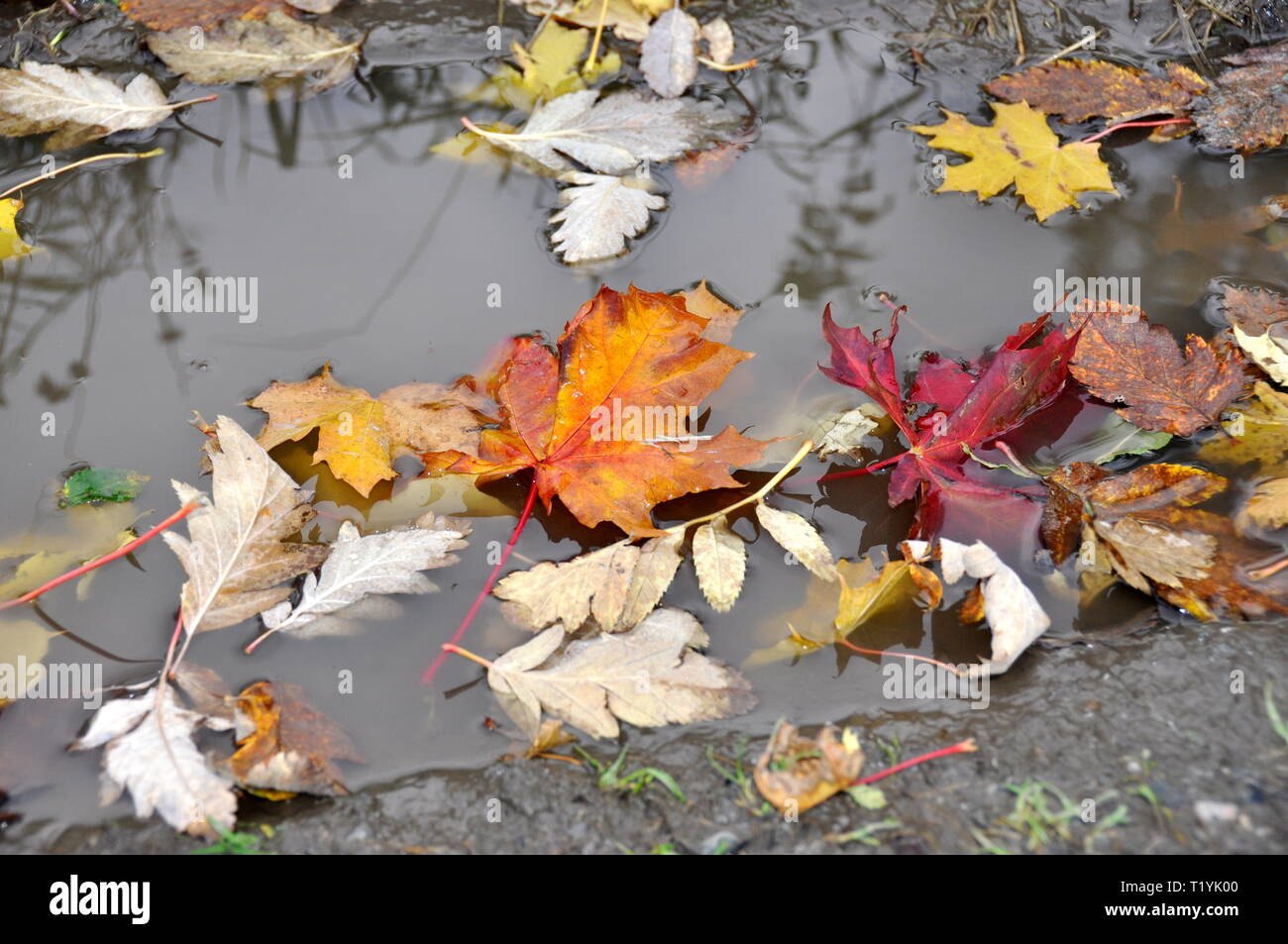 Fallen autumn colored leaves laying in a mud puddle Stock Photo - Alamy