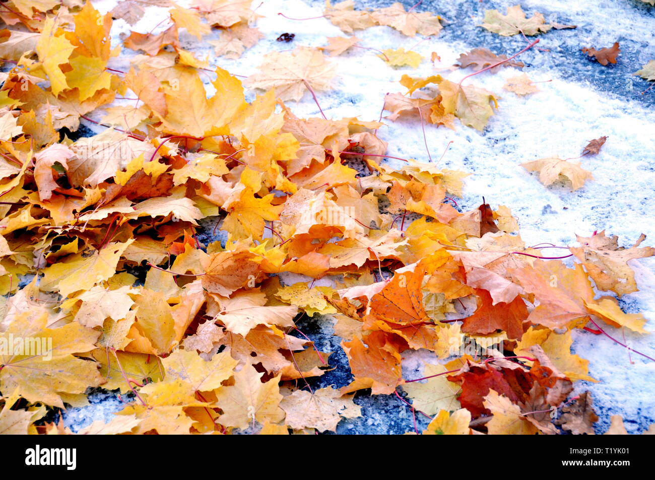 Fallen maple leaves laying in the first snow Stock Photo - Alamy