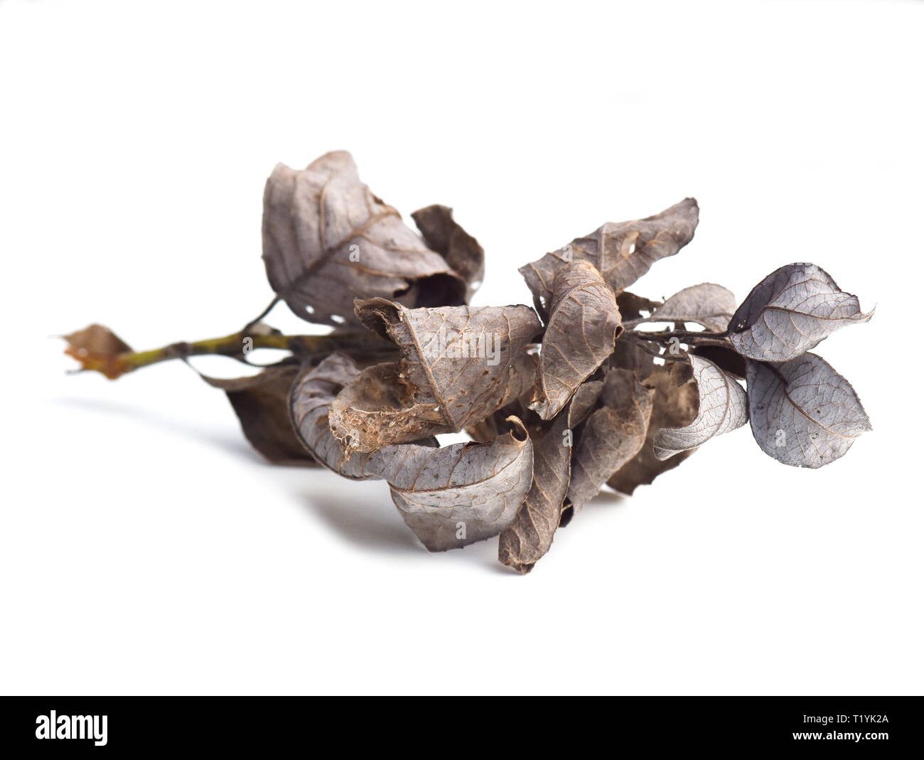Closeup old gray tree Cut Out Stock Images & Pictures - Alamy