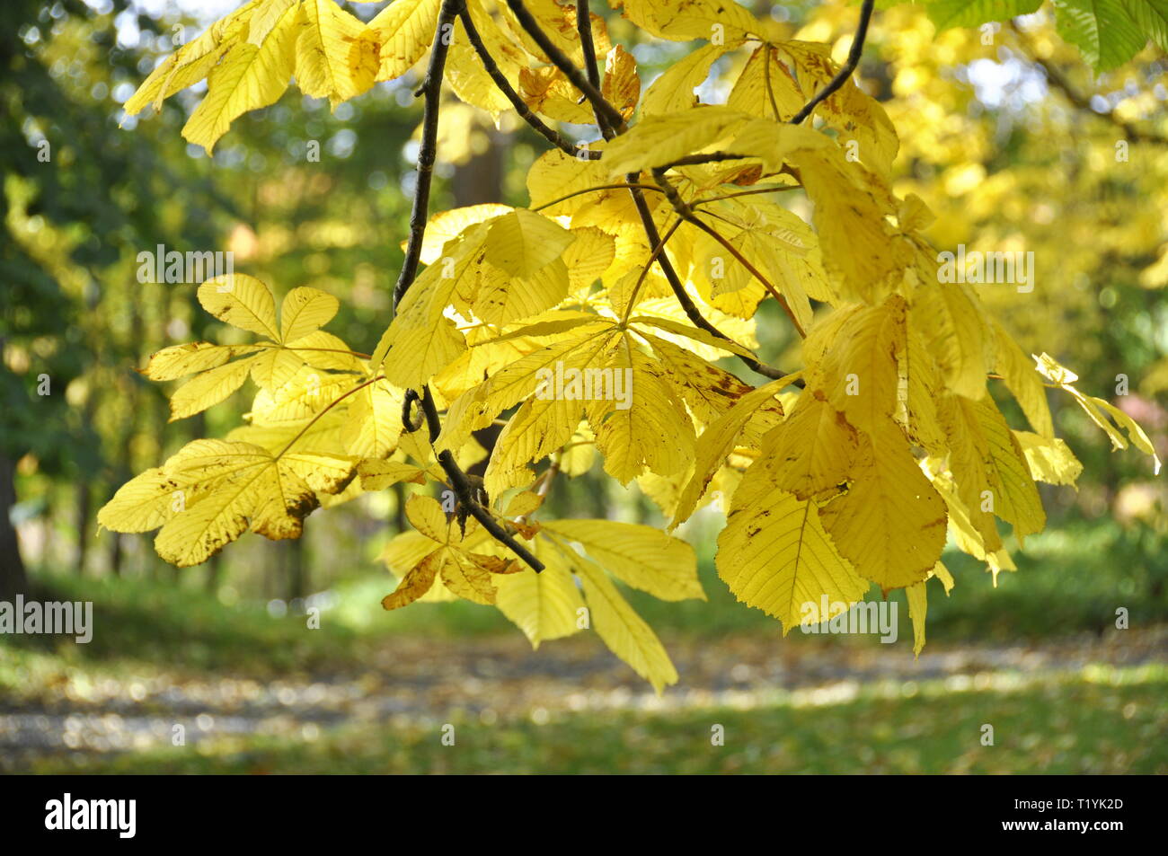 Autumn colored leaves on a horse-chestnut tree Stock Photo - Alamy