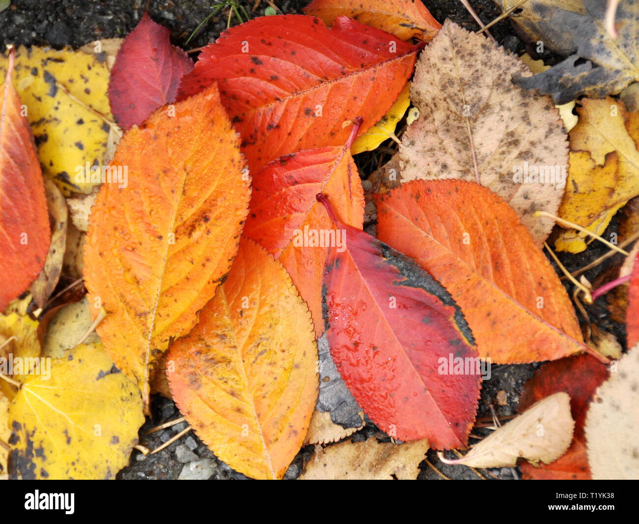 Different colored leaves hi-res stock photography and images - Alamy