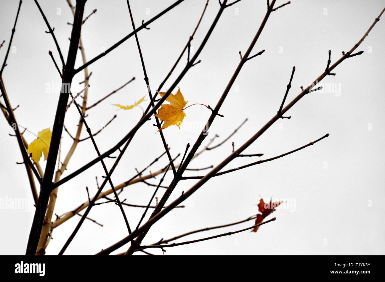 Autumn tree in wind hi-res stock photography and images - Alamy