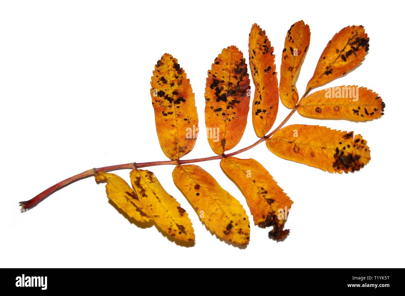 Rowan leaf hi-res stock photography and images - Alamy