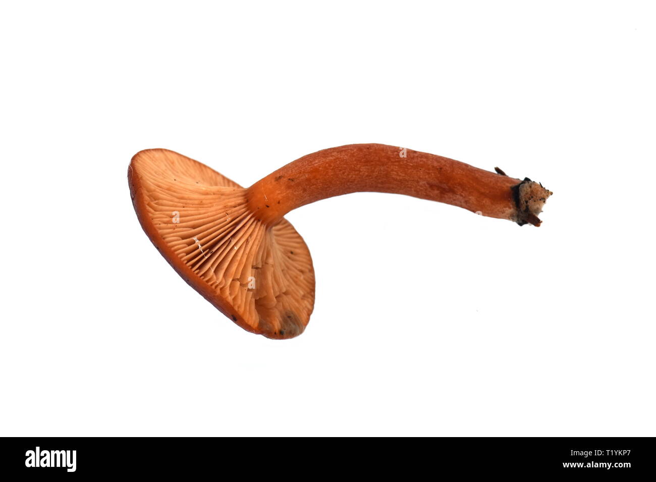 Rufous milkcap Lactarius rufulus isolated on white background Stock ...