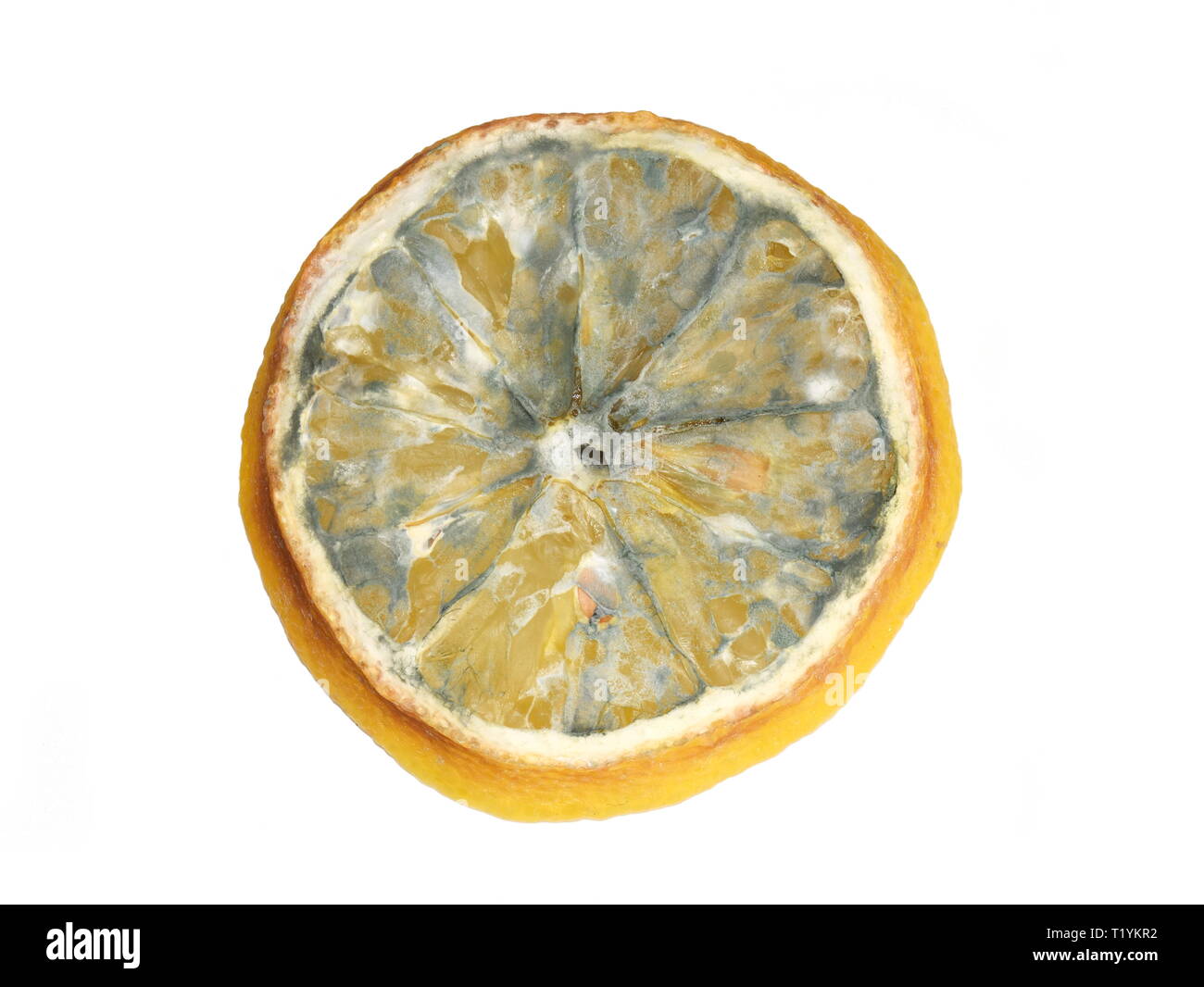 Slice of lemon with mold isolated on white background Stock Photo - Alamy