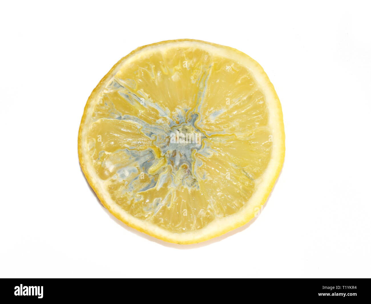 Slice of lemon with mold isolated on white background Stock Photo - Alamy