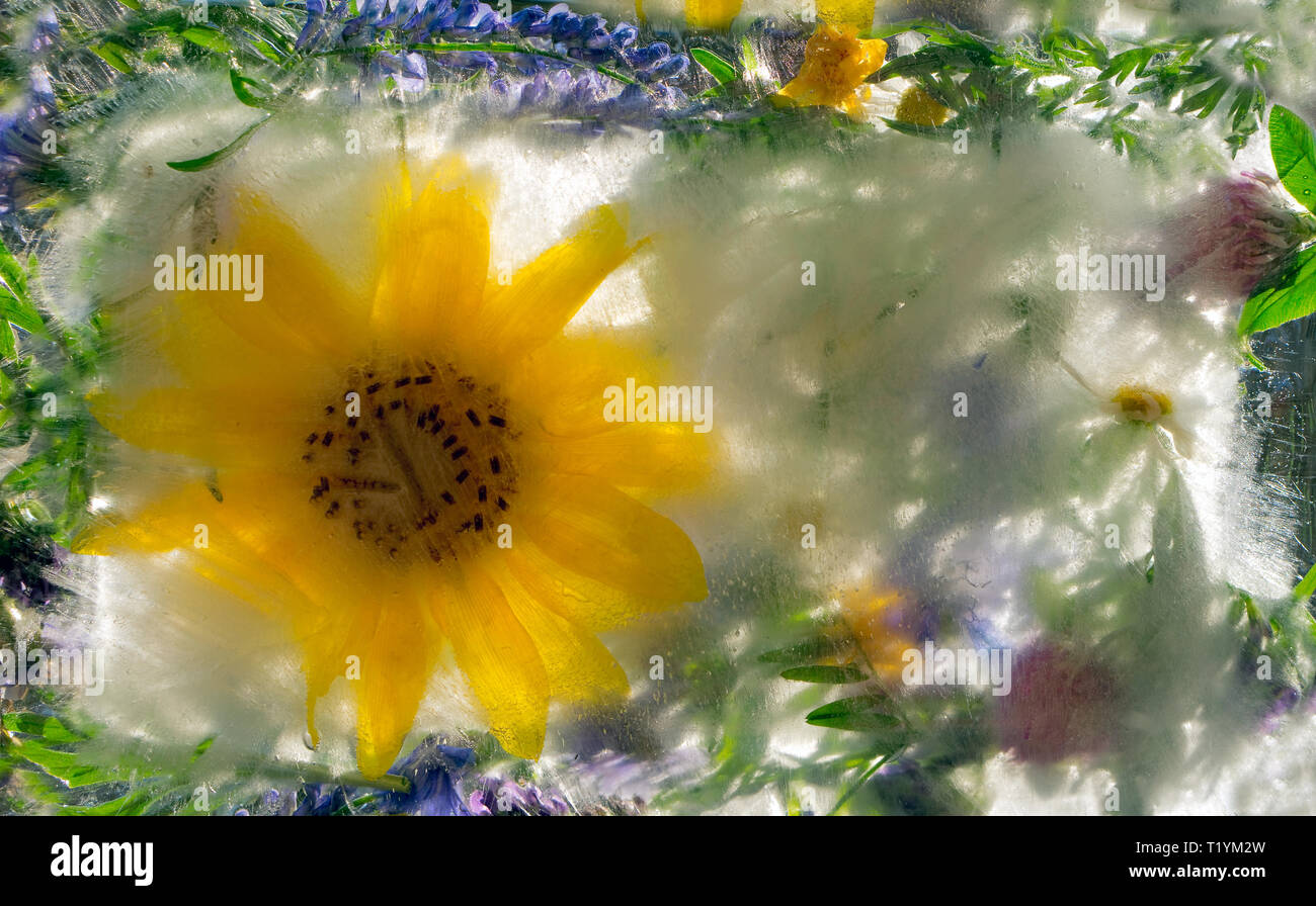 Melting sunflower hi-res stock photography and images - Alamy