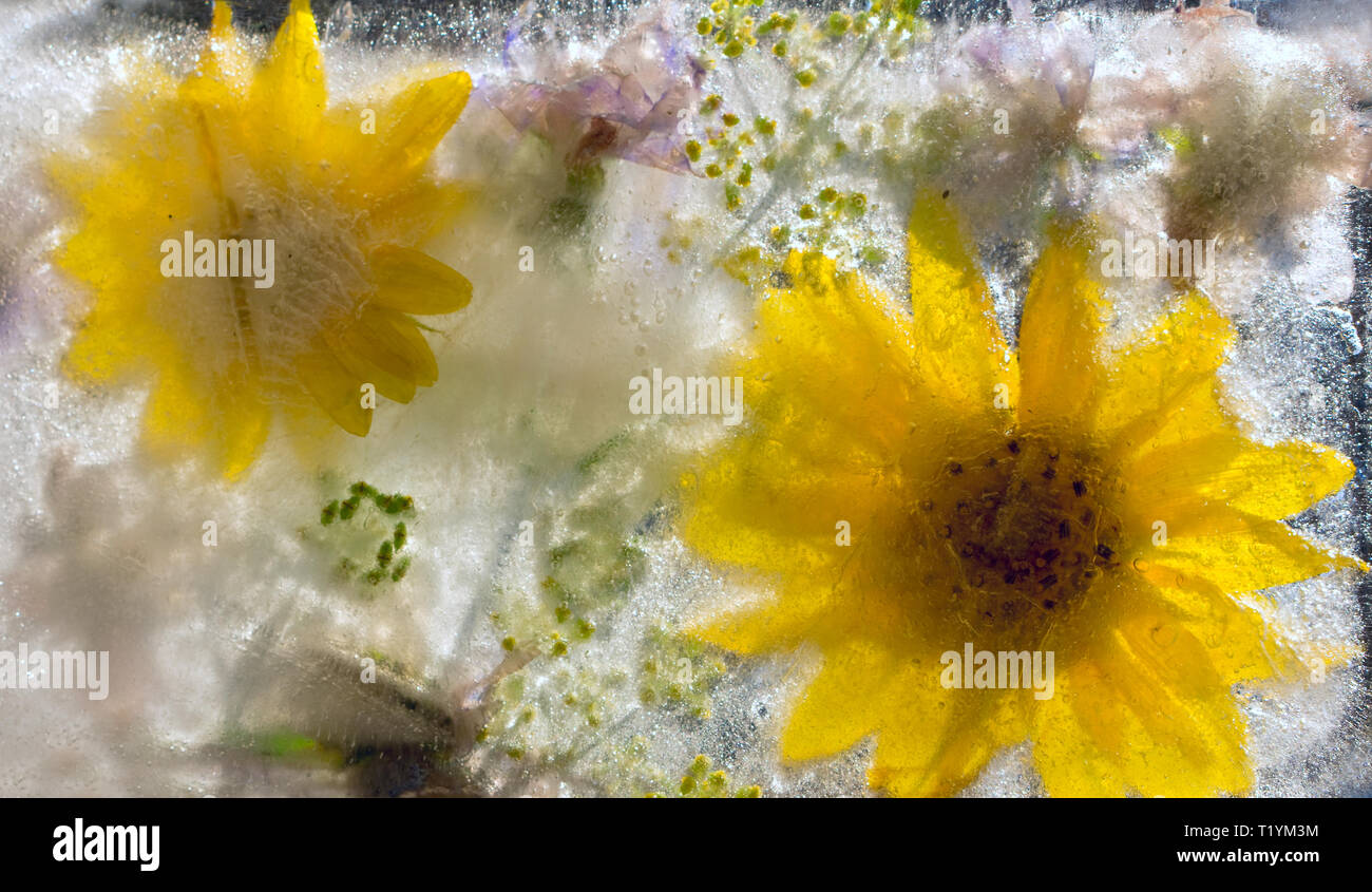 Ice sunflower hi-res stock photography and images - Alamy