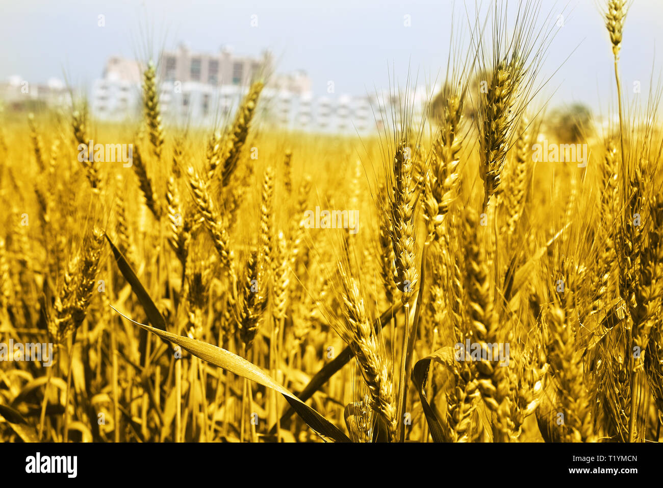 Portrait of golden wheat fields Stock Photo - Alamy