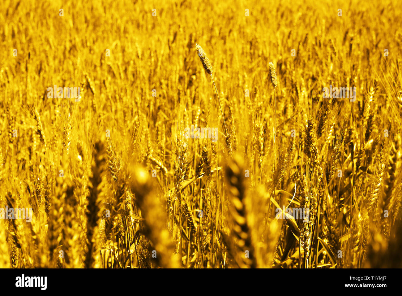 Portrait of wheat fields for baisakhi festival in punjabi culture Stock ...