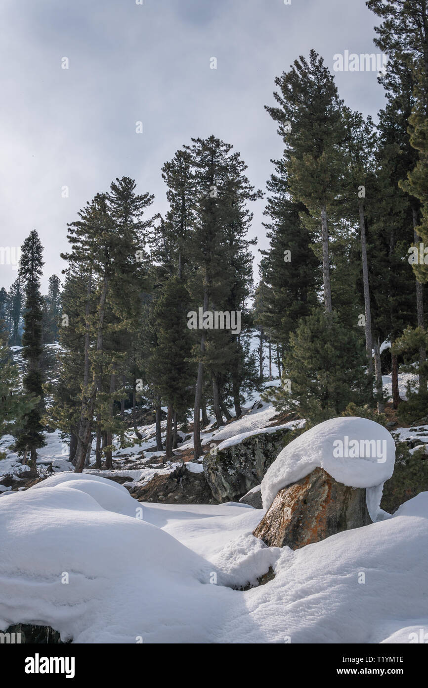 Boulders and rocks covered with snow with alpine trees conifers in the ...