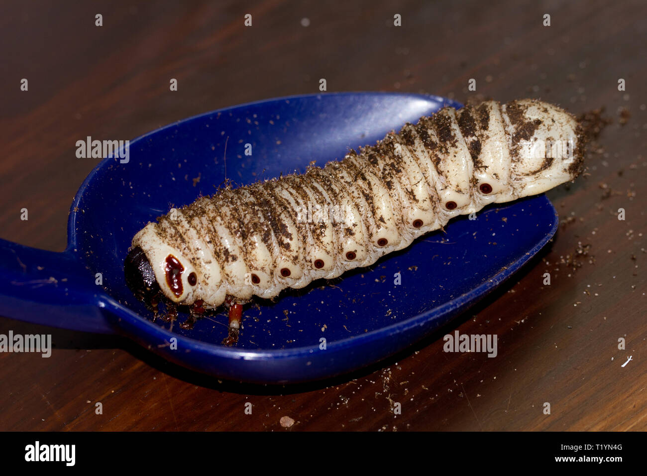 Goliath beetle larva Stock Photo - Alamy