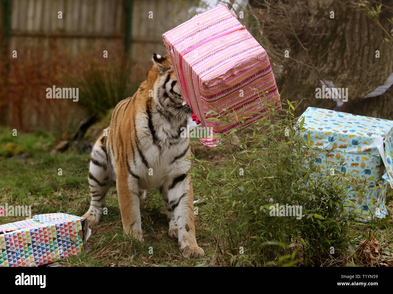 Hope the Amur tiger tosses the meat filled boxes in the air at Blair ...